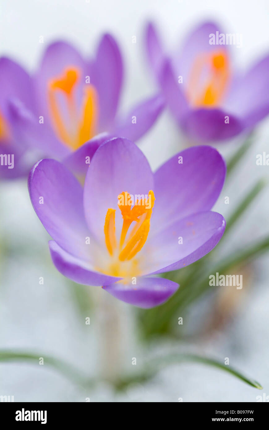 Lila crocus iridaceae hi-res stock photography and images - Alamy