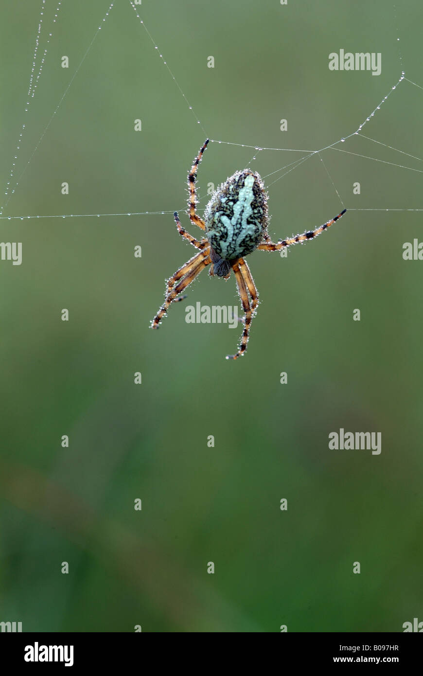 Oak Spider (Aculepeira ceropegia), Filz, Woergl, Tyrol, Austria, Europe ...