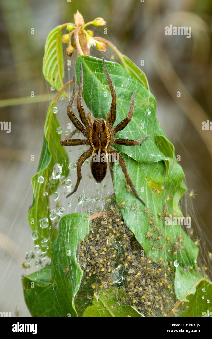 Raft Spider (Dolomedes fimbriatus), Lake Riedenersee, Lechtal, Tyrol ...
