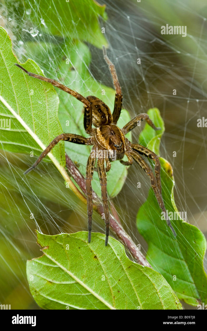 Raft spiders dolomedes fimbriatus hi-res stock photography and images ...