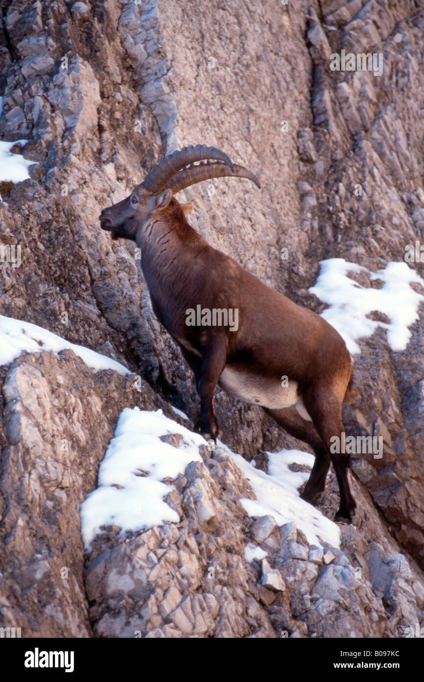 Male Alpine Ibex (Capra ibex), Mt. Mondscheinspitze, Karwendel Range ...