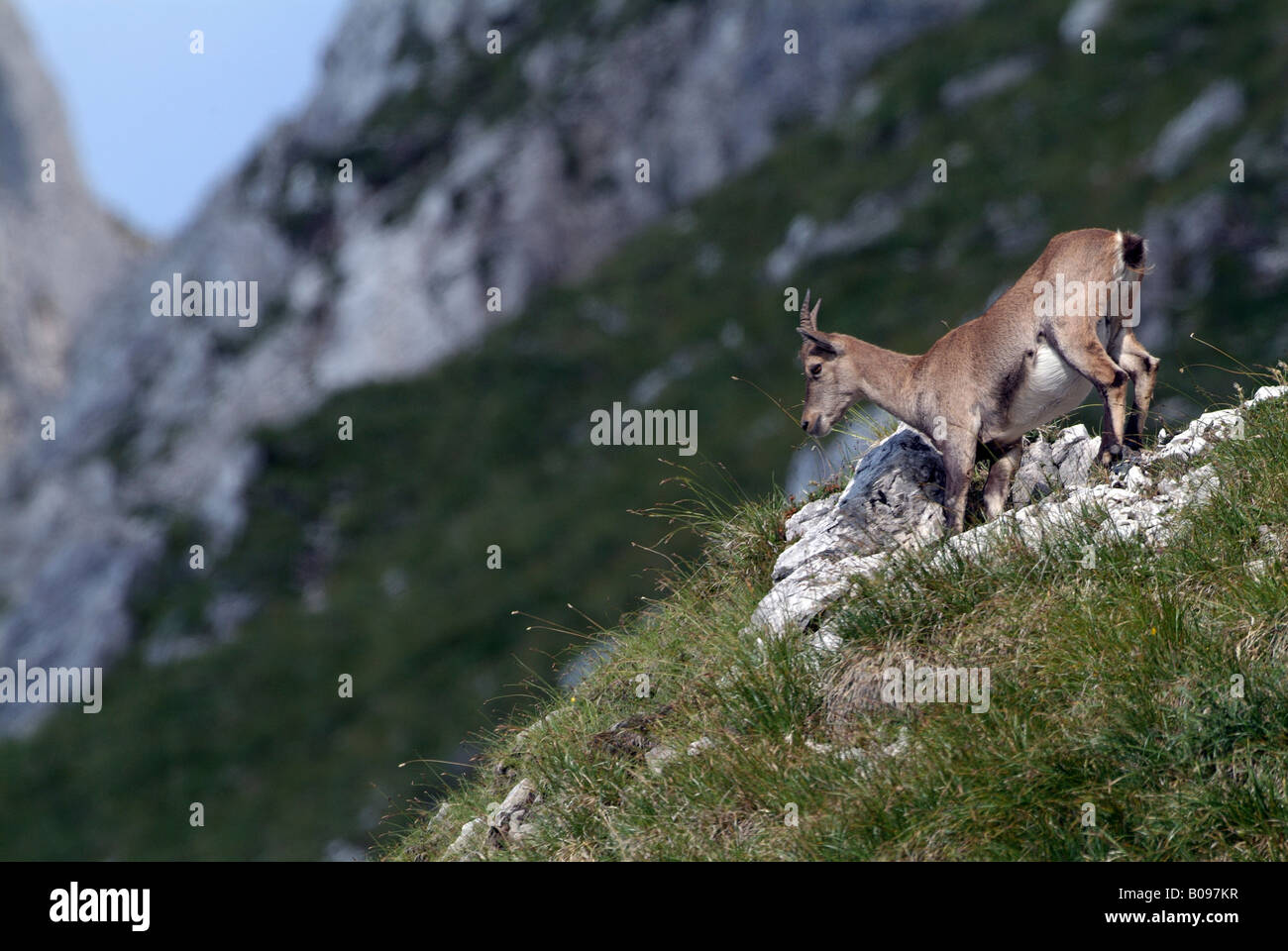 Female Alpine Ibex (Capra ibex), Mt. Mondschein-Spitze, Karwendel Range ...