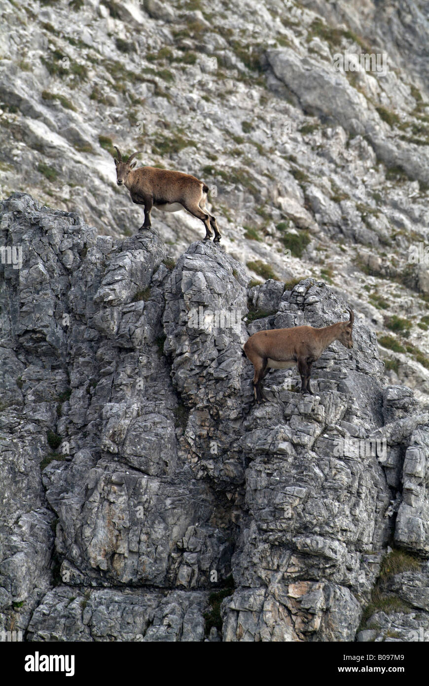 Male Alpine Ibexes (Capra ibex) on a rocky cliff, Kelberg, Karwendel ...