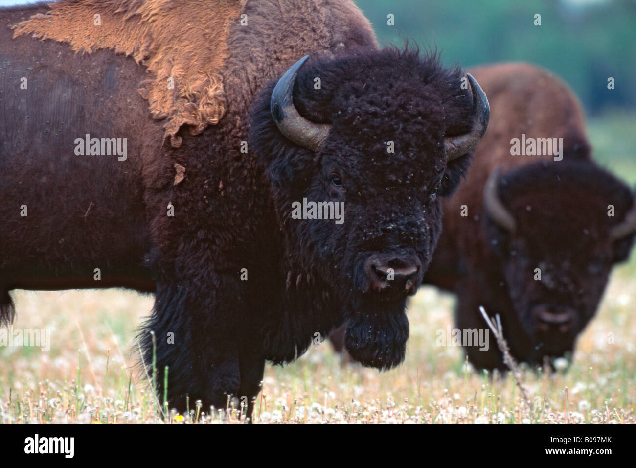 American Buffaloes (Bison bison), Yellowstone National Park, Wyoming ...