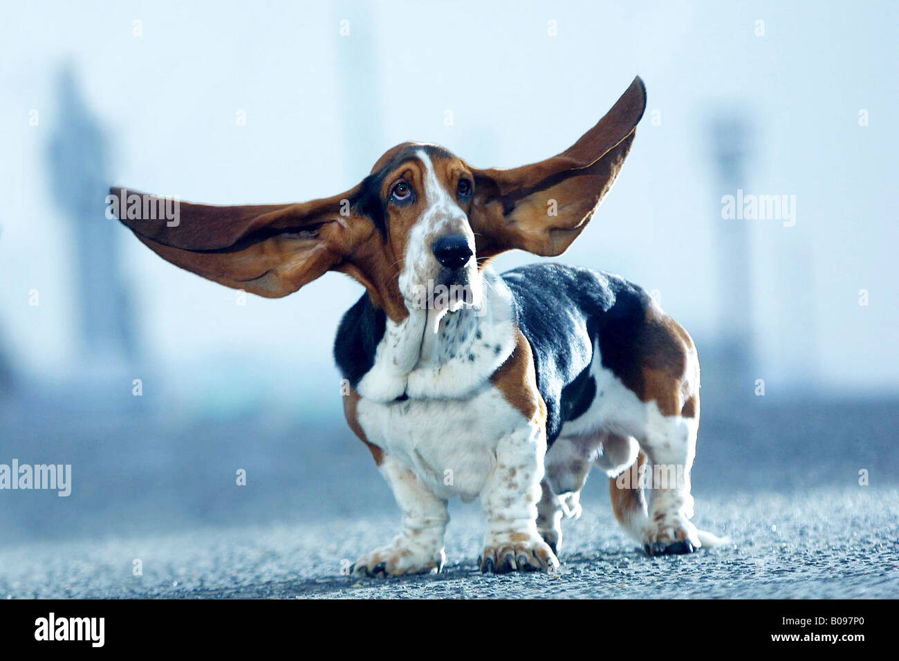 Big Eared Dog Stock Photo - Alamy