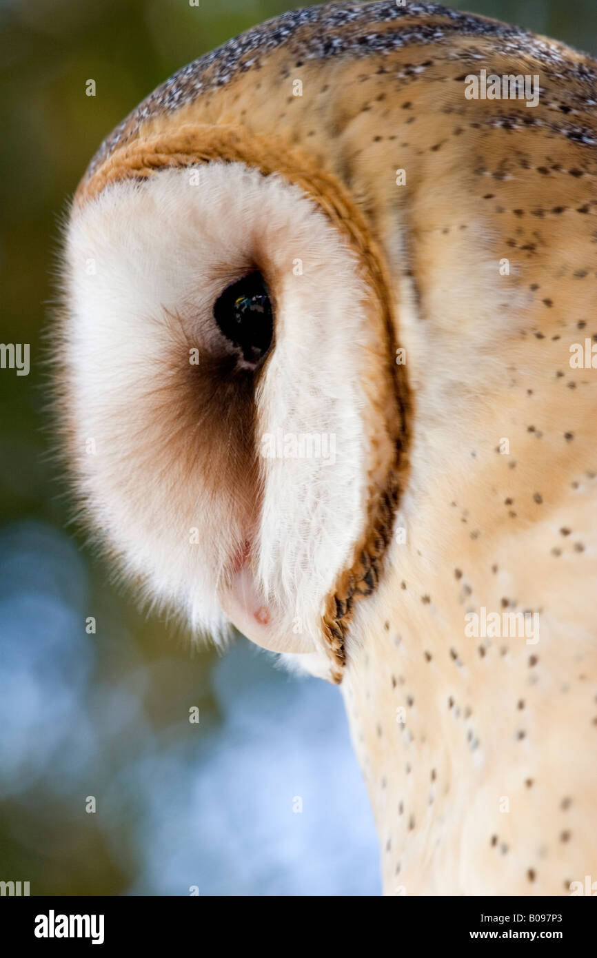 Barn owl closeup Stock Photo - Alamy