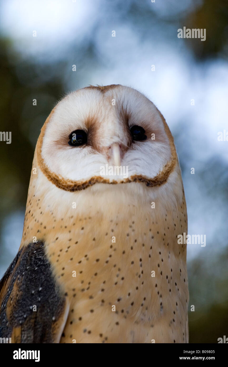 Barn owl with a soft blue sky background Stock Photo - Alamy