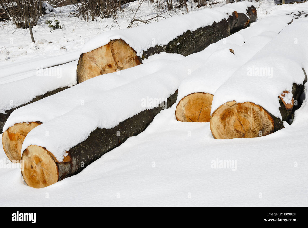 Cut down beech tree in hi-res stock photography and images - Alamy