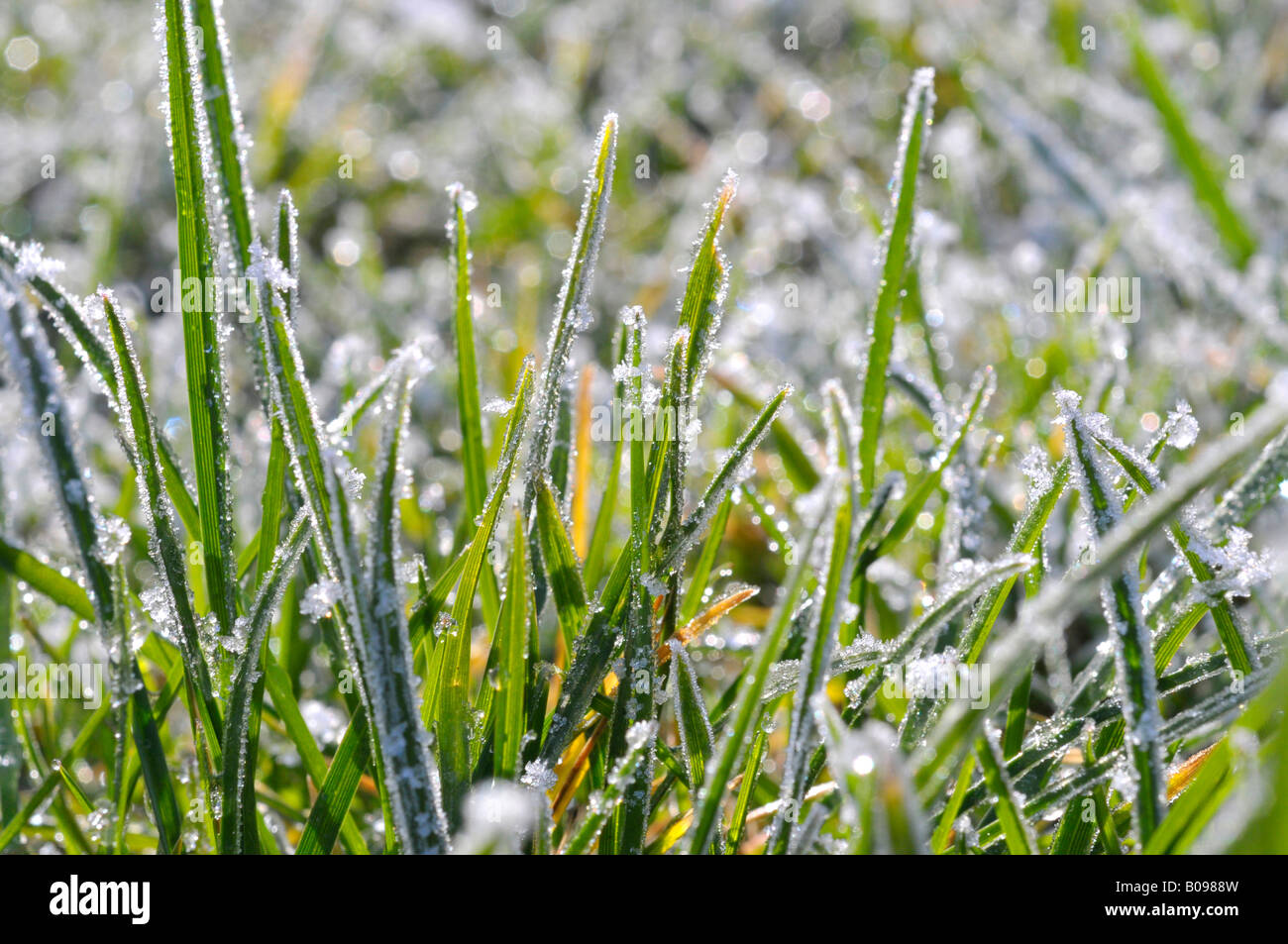 Grasses covered in frost hi-res stock photography and images - Alamy