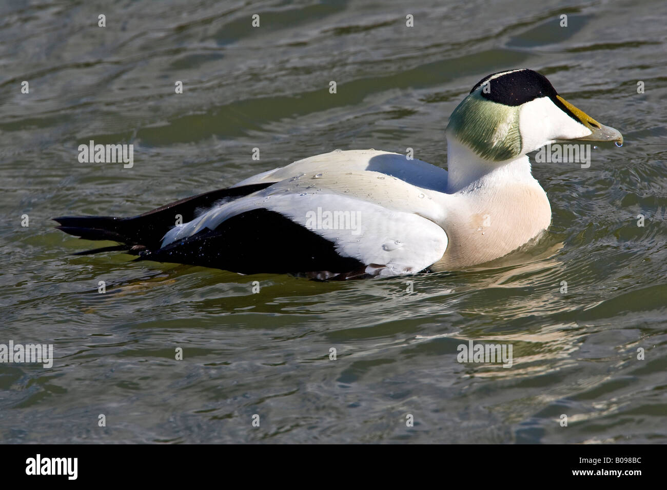 Swimming Common Eider (Somateria mollissima), drake, Schleswig ...