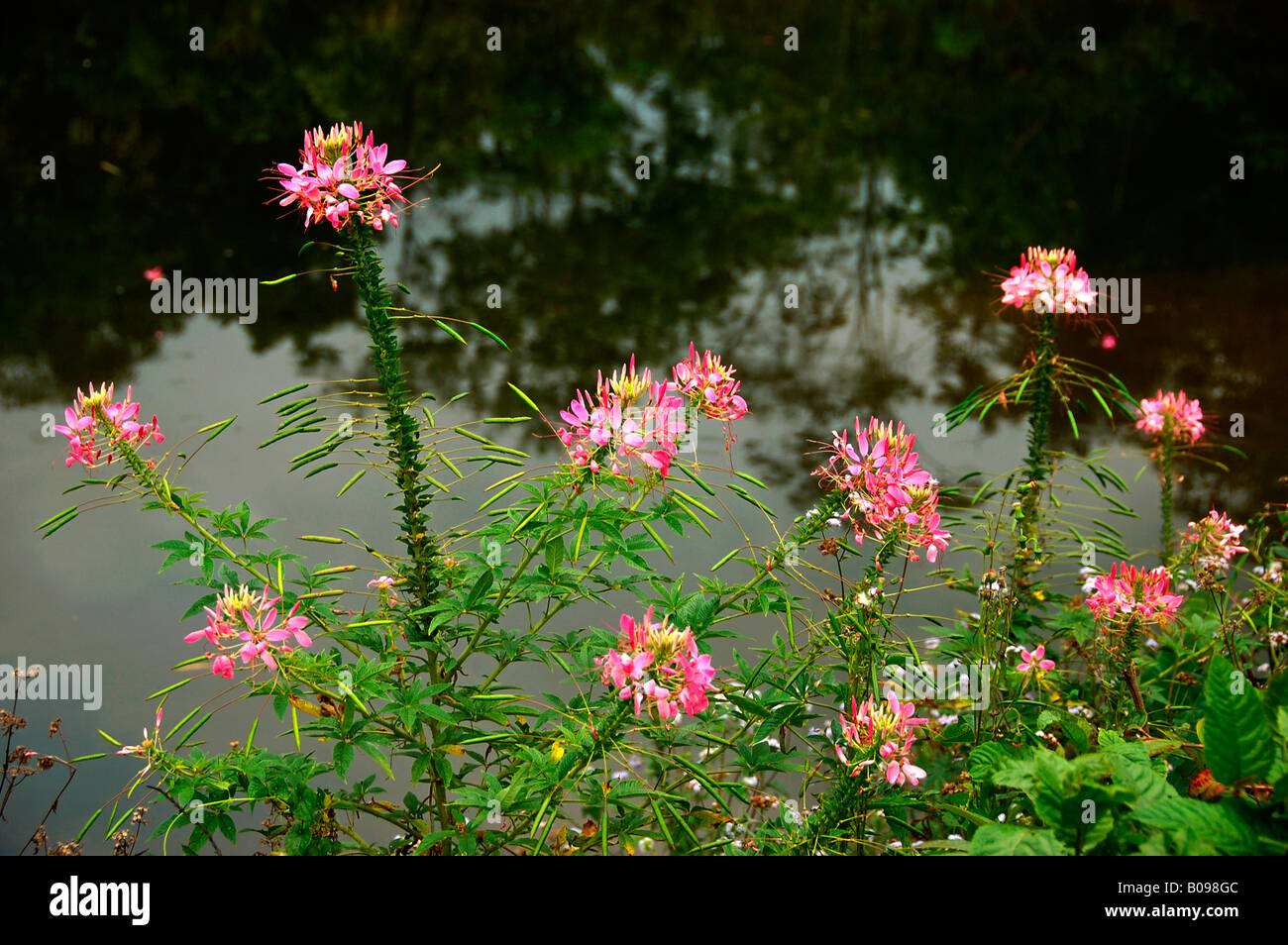 Kallar River High Resolution Stock Photography and Images - Alamy