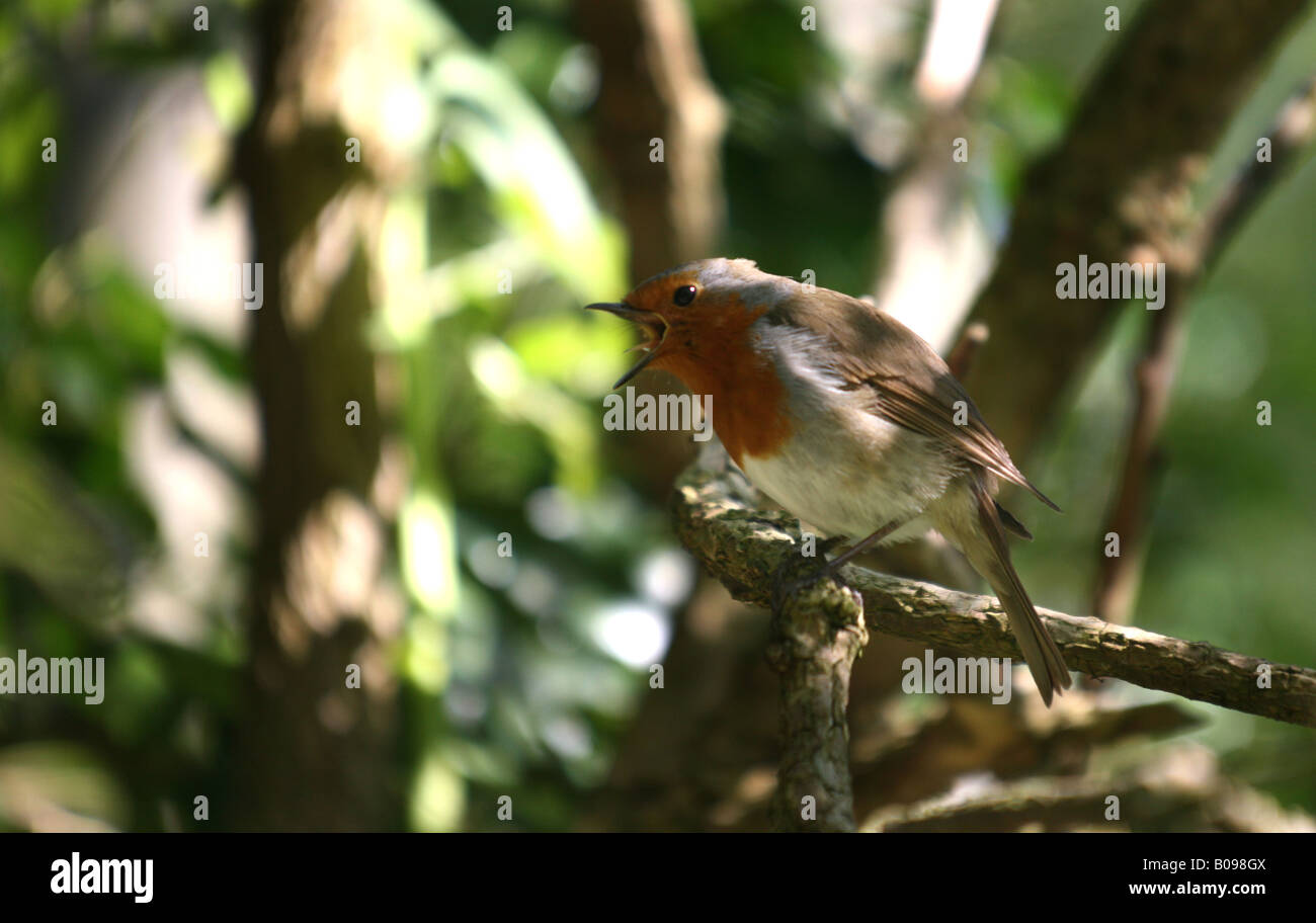 Spring birds singing uk hi-res stock photography and images - Alamy