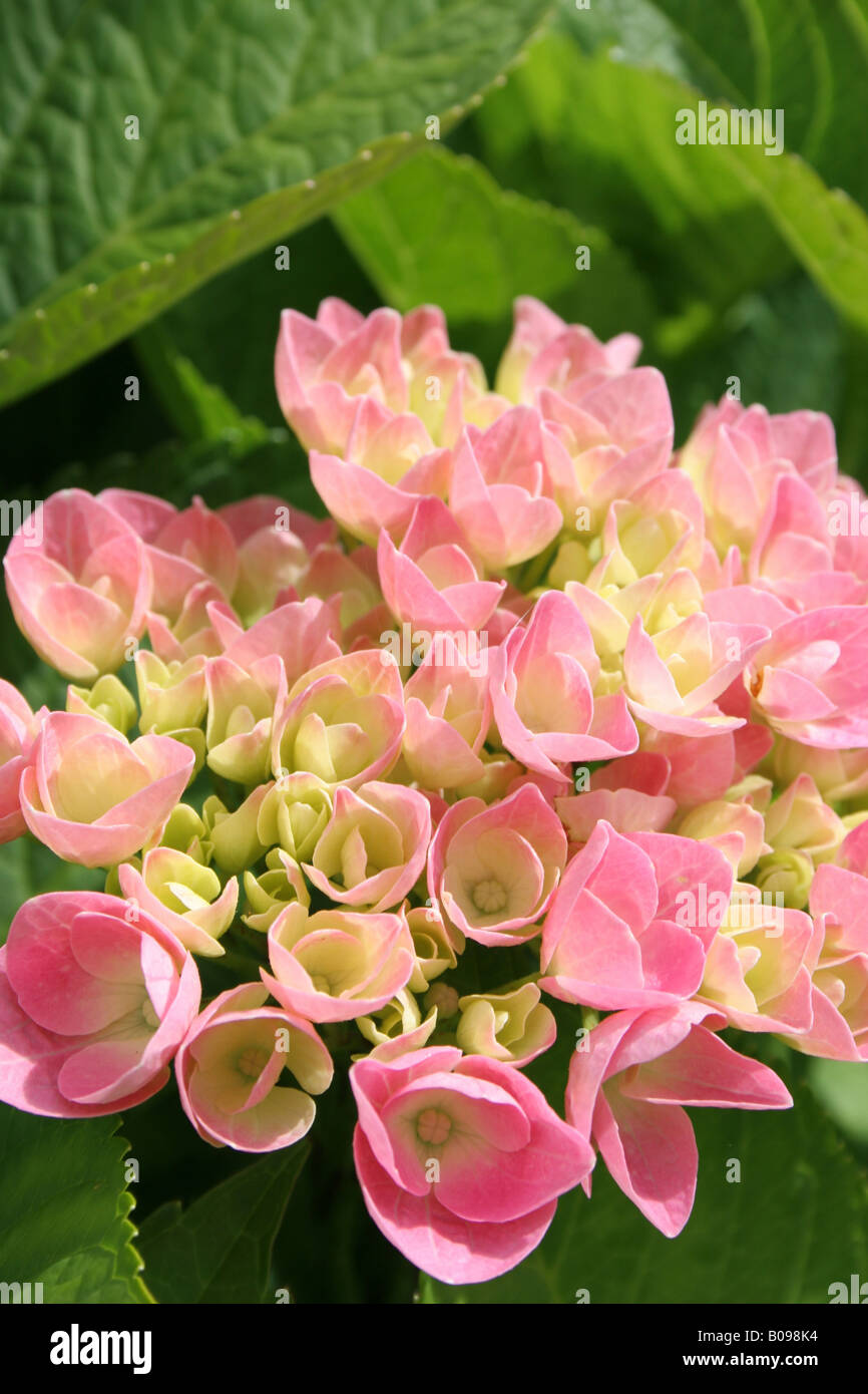 Pink Hydrangea flowers Stock Photo - Alamy
