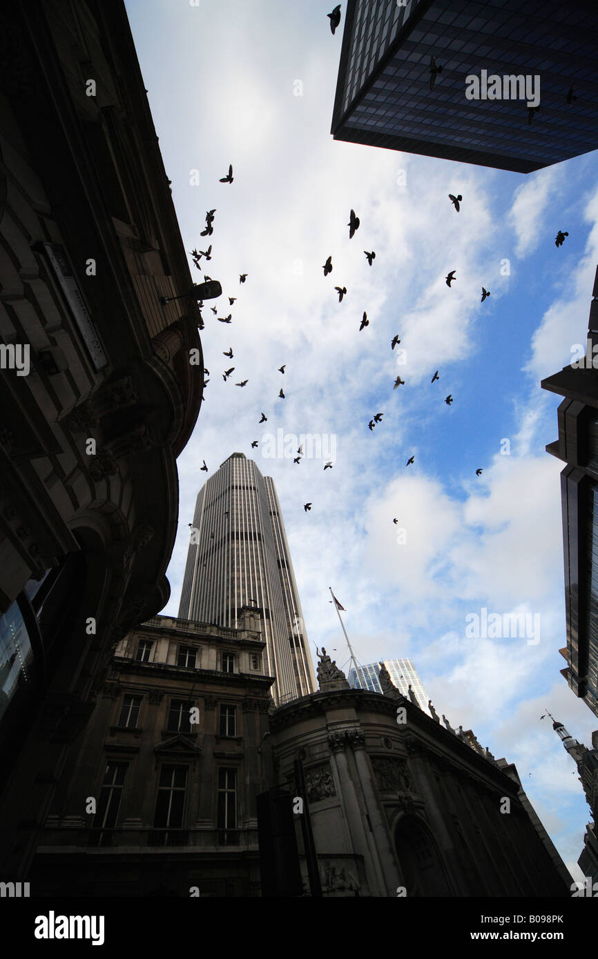 London city birds hi-res stock photography and images - Alamy