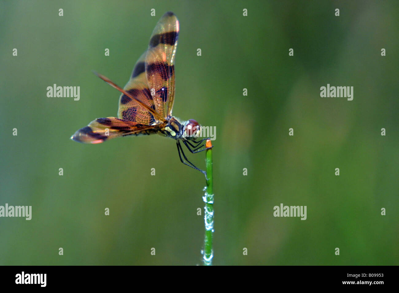 Halloween Pennant Dragonfly Celithemis eponina seen in the Everglades ...