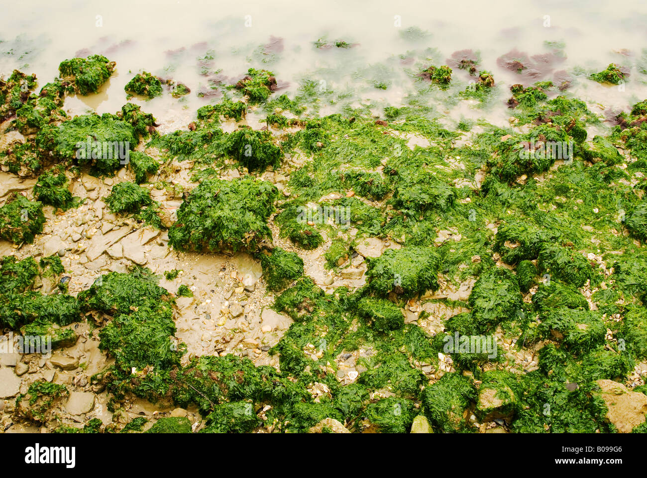 Green sludge hi-res stock photography and images - Alamy