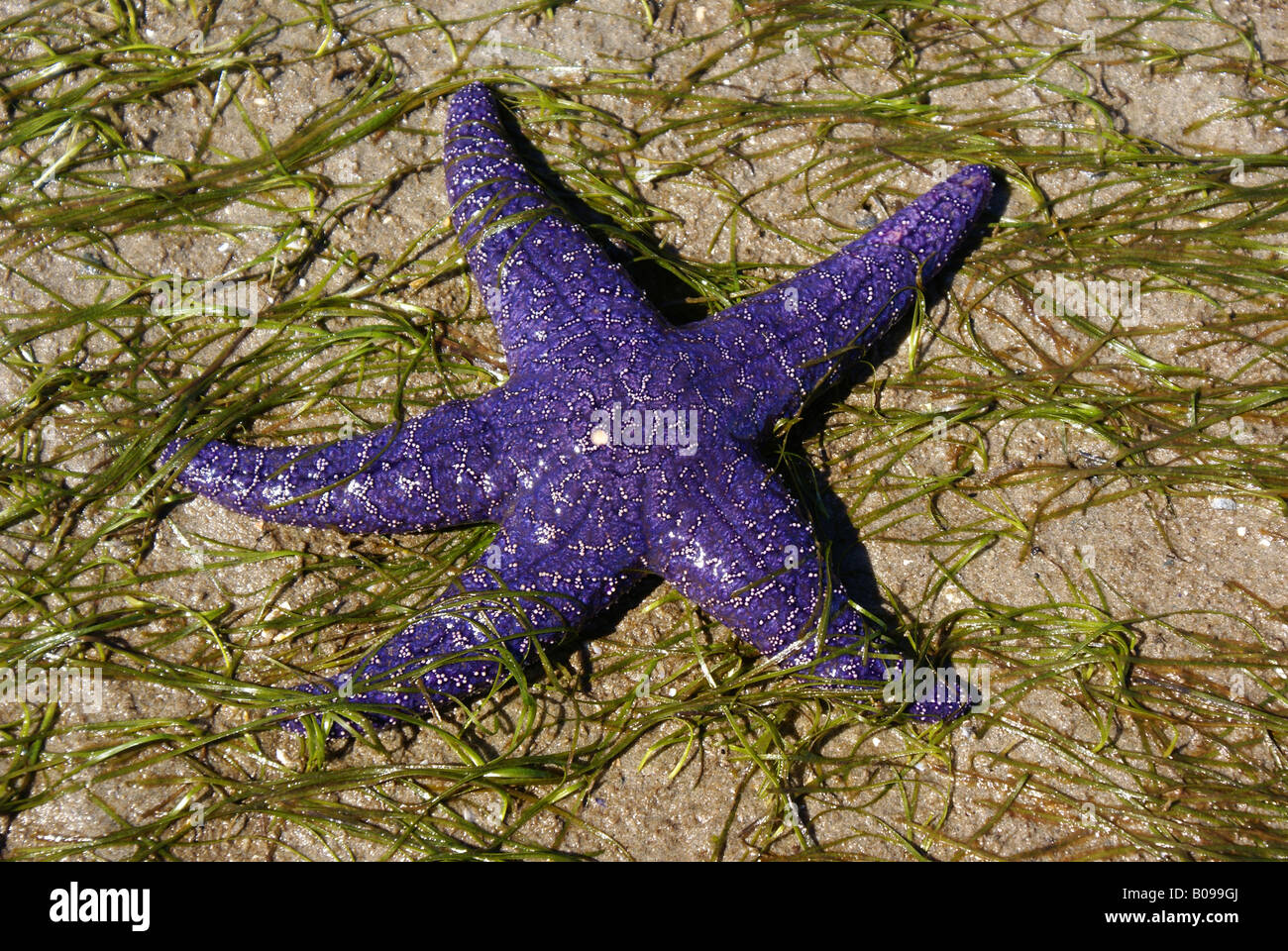 Ochre starfish canada hi-res stock photography and images - Alamy
