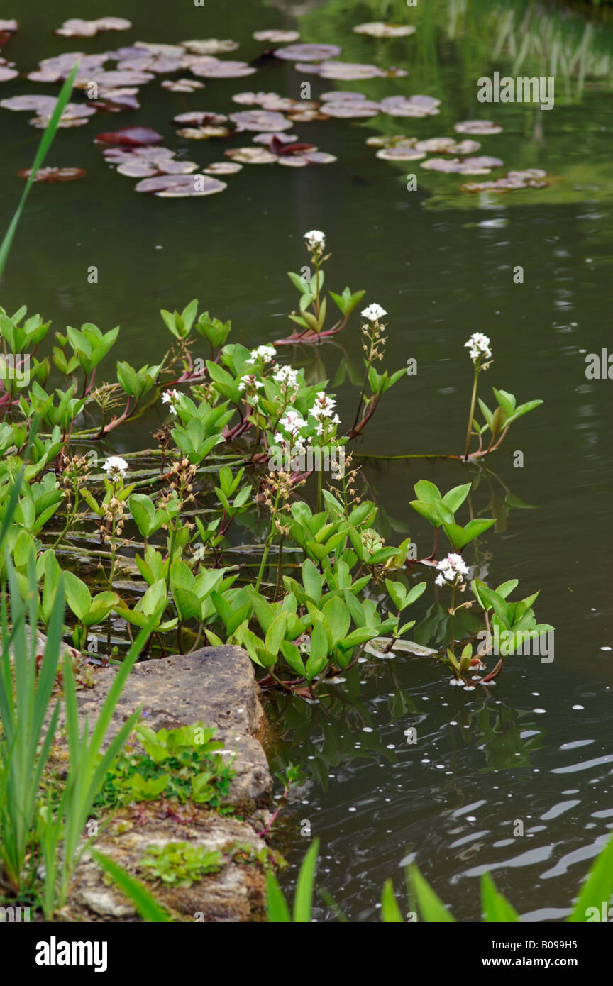 MENYANTHES TRIFOLIATA BOGBEAN Stock Photo - Alamy