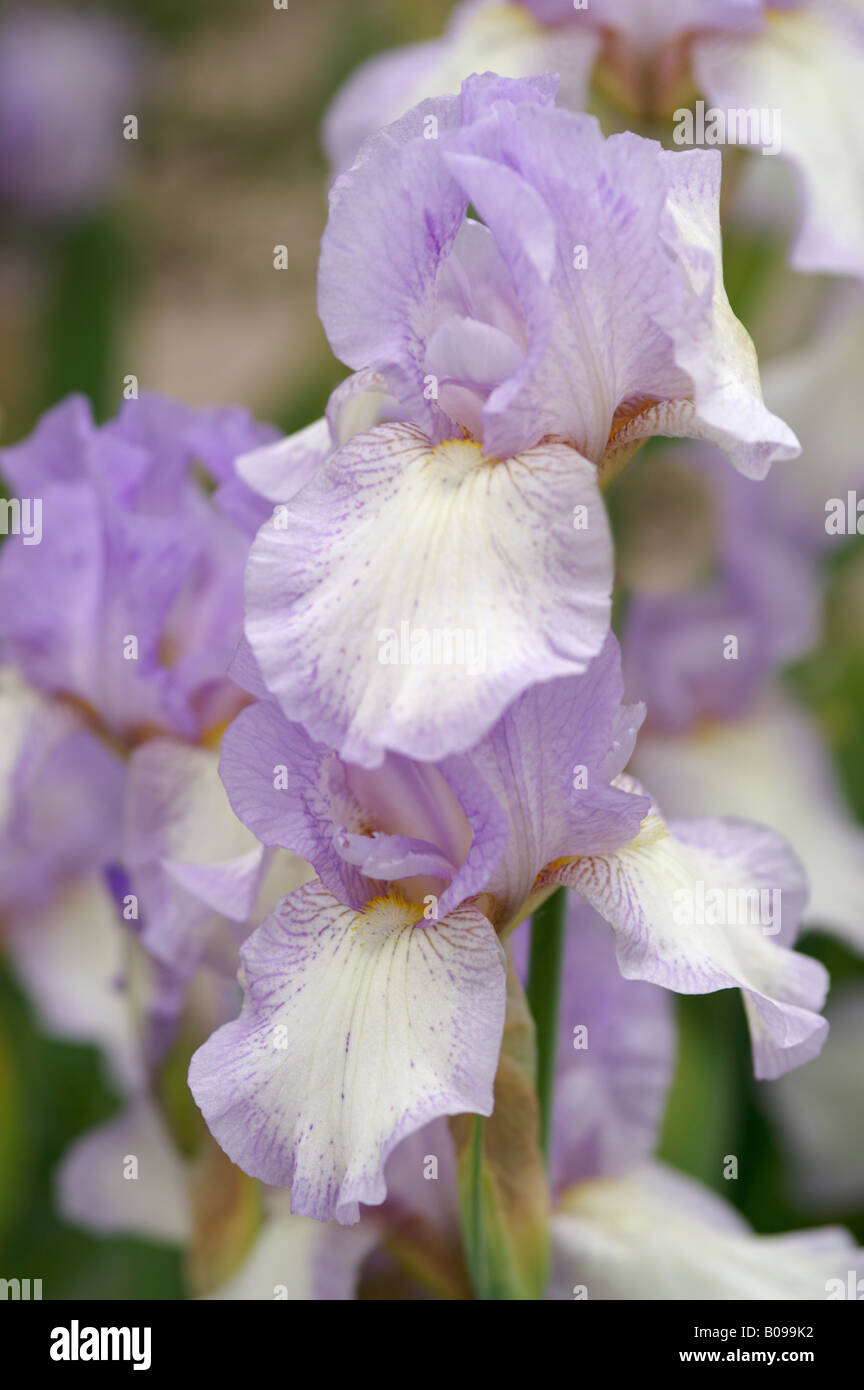 IRIS HAPPY MOOD Stock Photo - Alamy