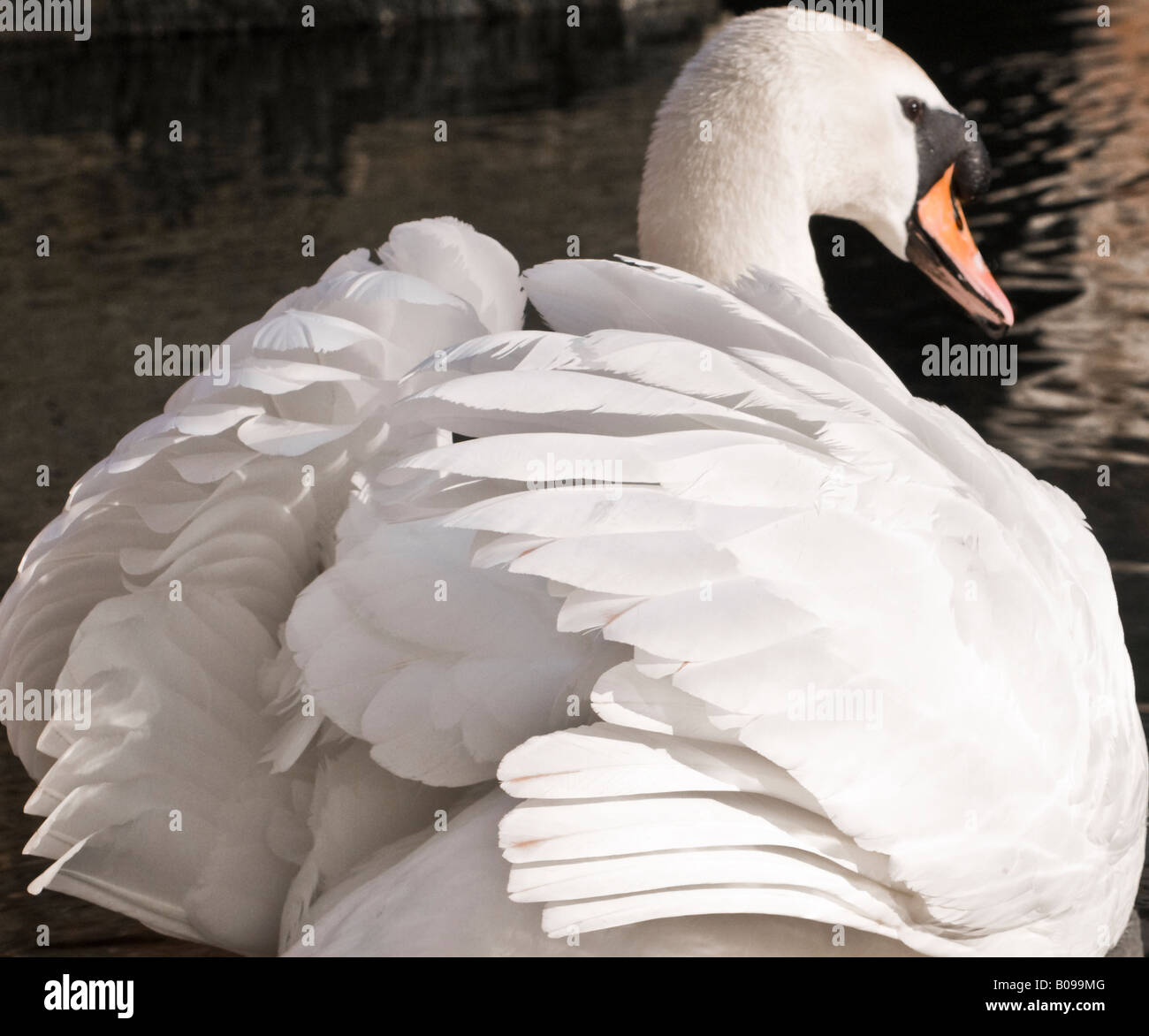 Coggeshall river hi-res stock photography and images - Alamy