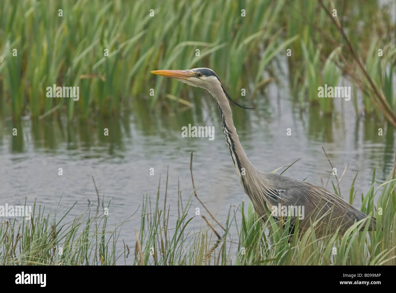 Piscivore hi-res stock photography and images - Alamy