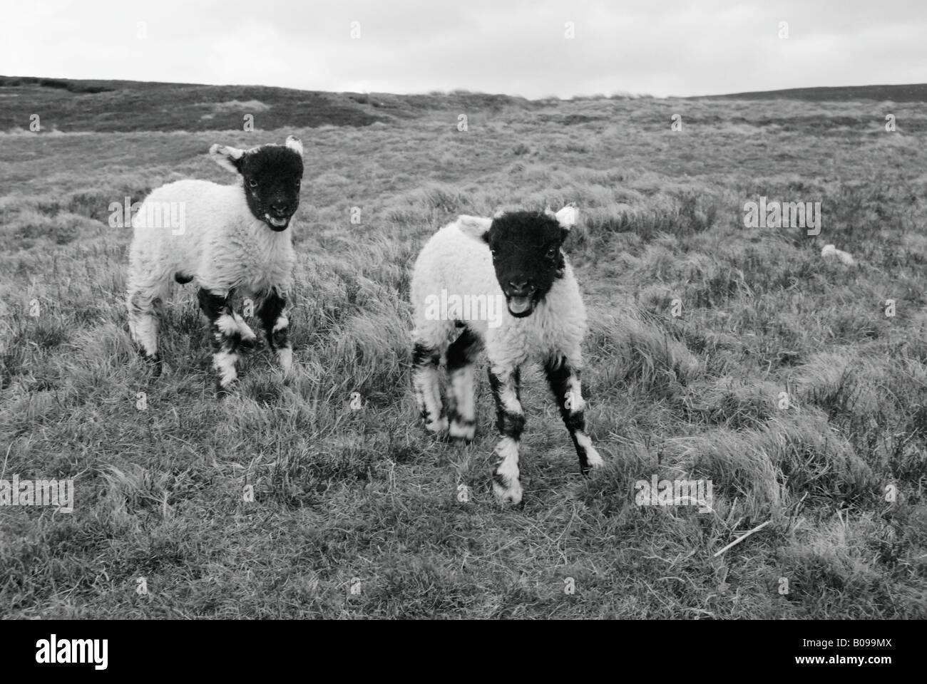 Swaledale lamb hi-res stock photography and images - Alamy