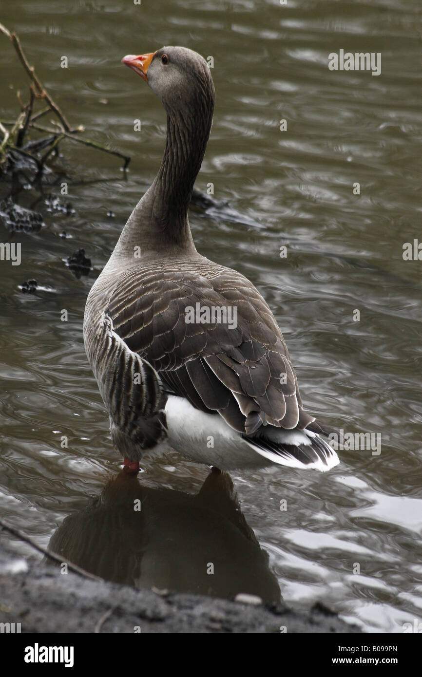 Grey lag goose stood in water looking outwards Stock Photo - Alamy