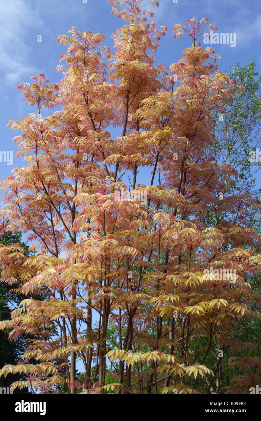 TOONA SINENSIS FLAMINGO Stock Photo - Alamy