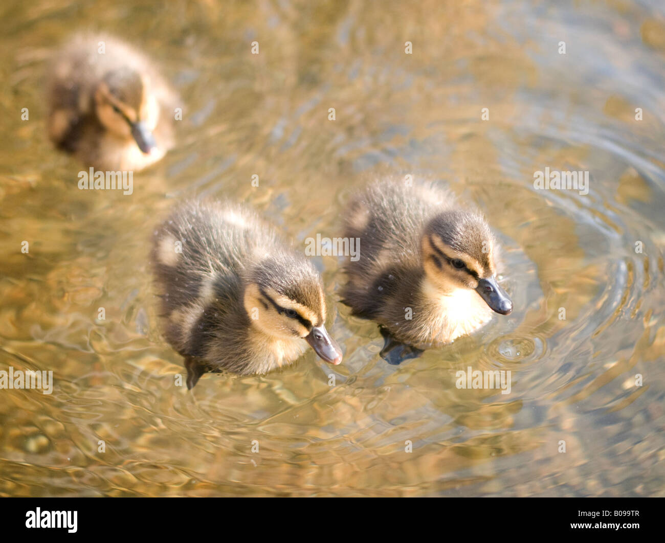 Three ducklings on Blackwater river, Coggeshall, Essex Stock Photo - Alamy