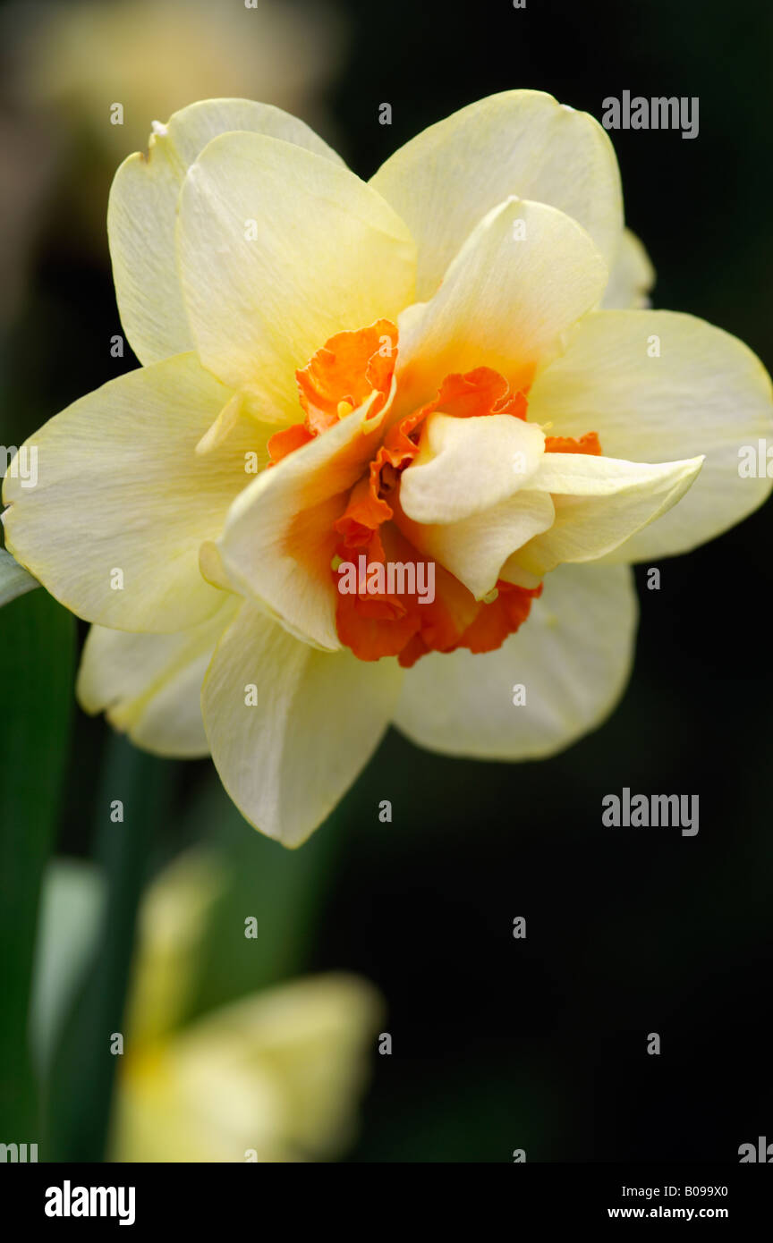 Orange ascot hi-res stock photography and images - Alamy