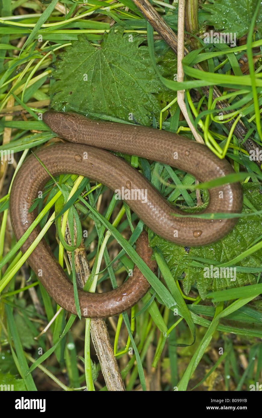 Slow worm (Anguis fragilis Stock Photo - Alamy