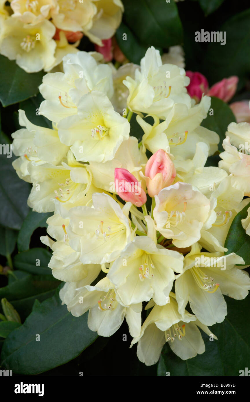 RHODODENDRON GOLDEN TORCH Stock Photo - Alamy