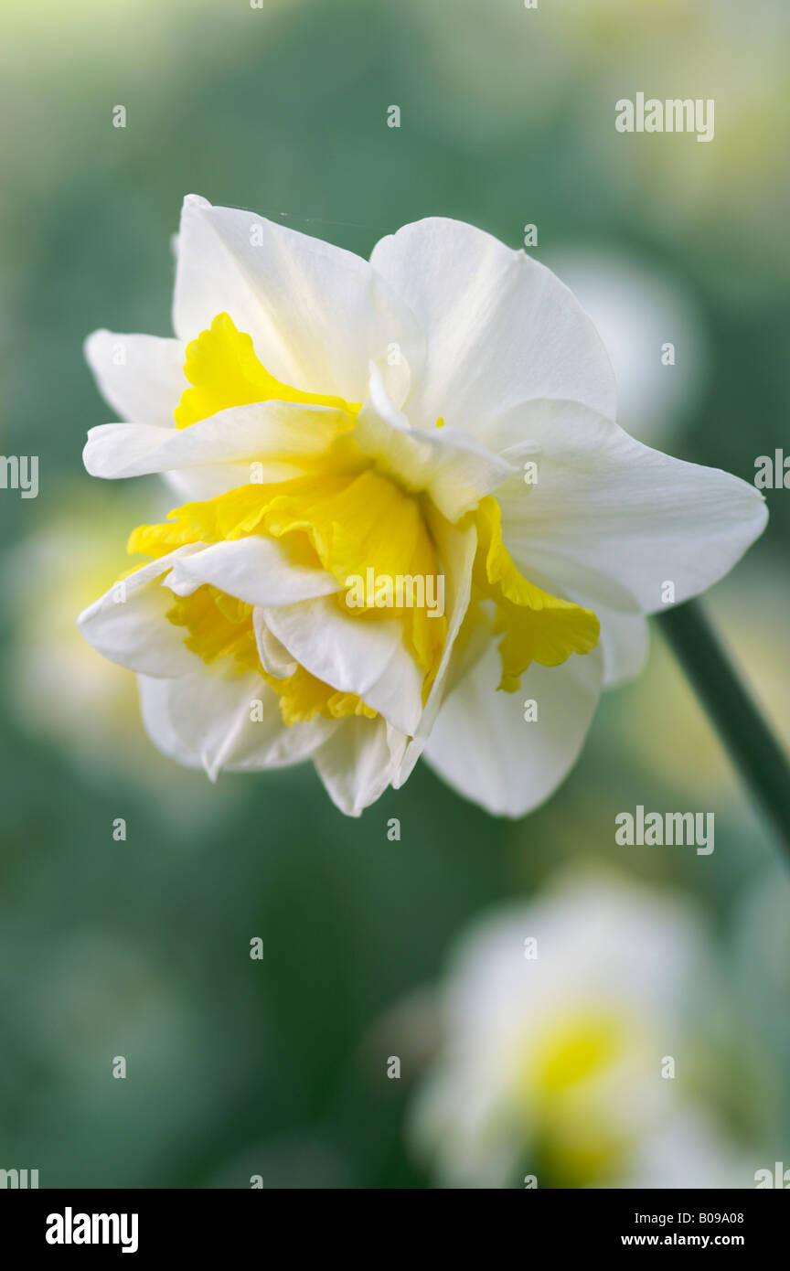 NARCISSUS UNIQUE DAFFODIL Stock Photo - Alamy