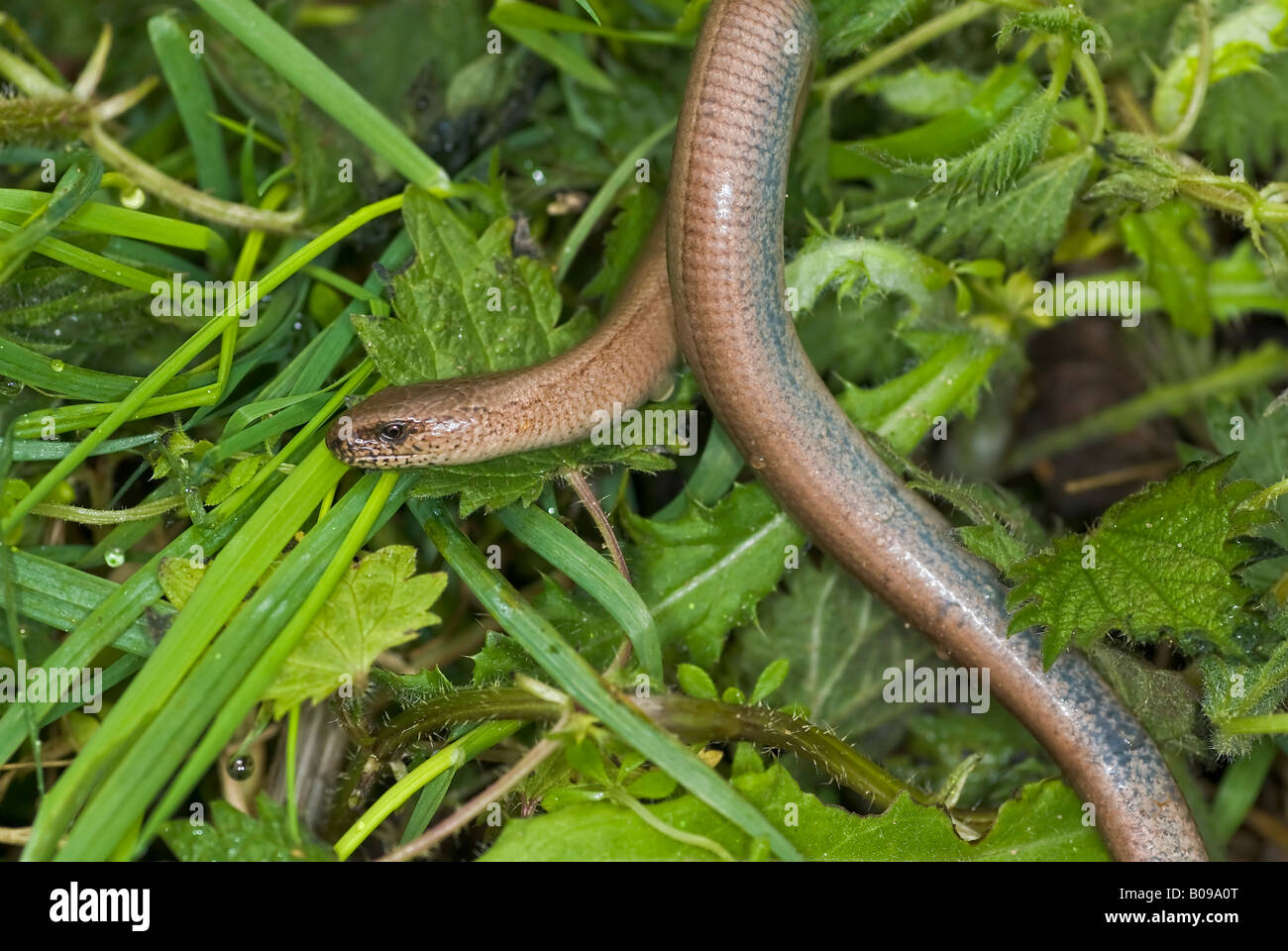 Slow worm Anguis fragilis Stock Photo - Alamy