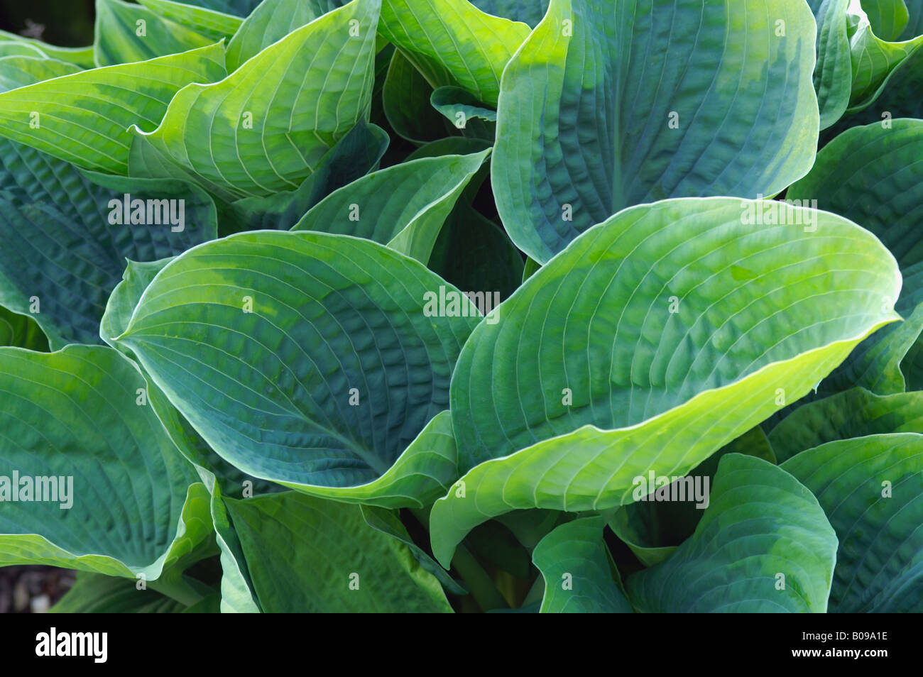 Hosta Tokudama High Resolution Stock Photography and Images - Alamy
