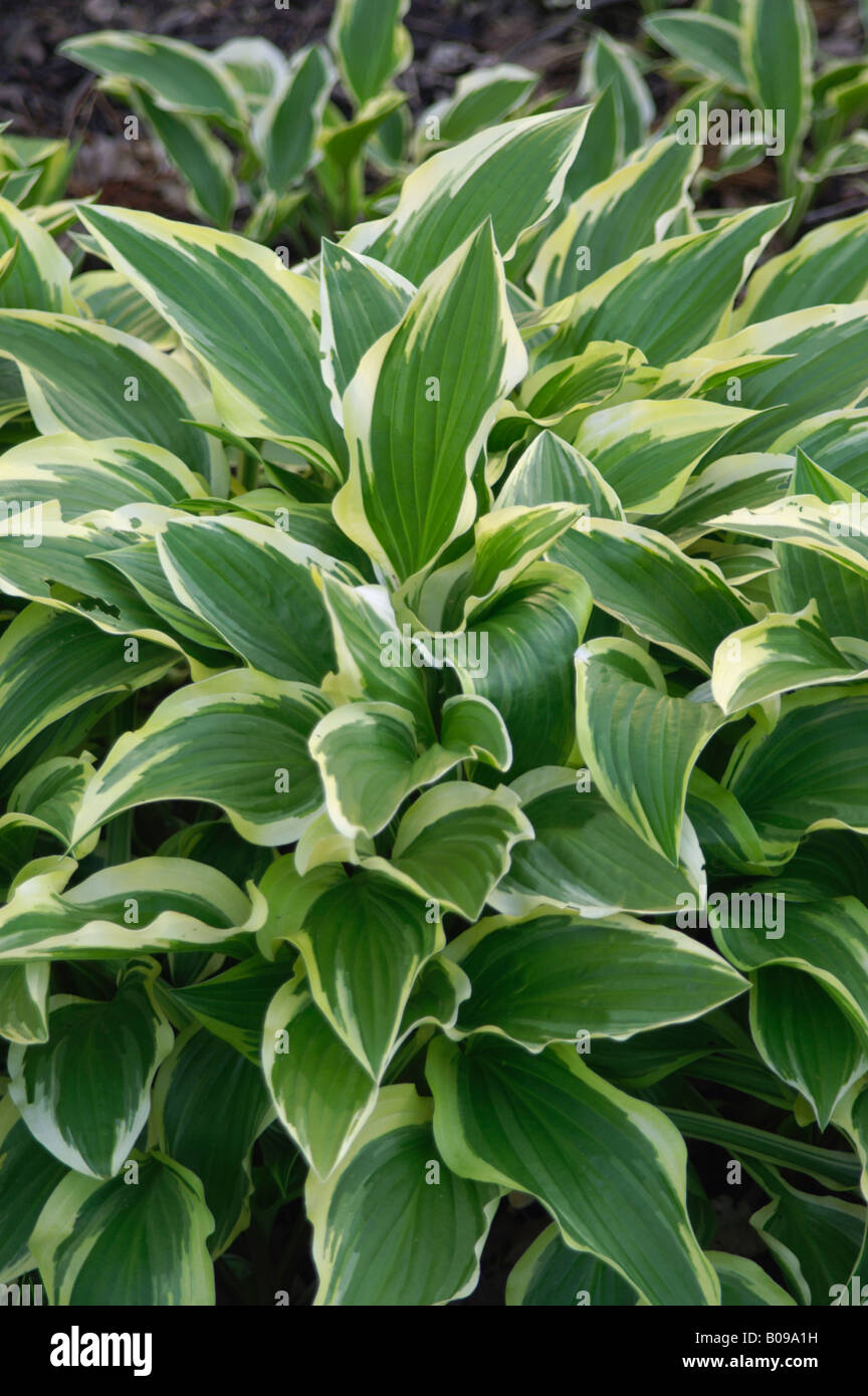 HOSTA YELLOW SPLASH Stock Photo - Alamy
