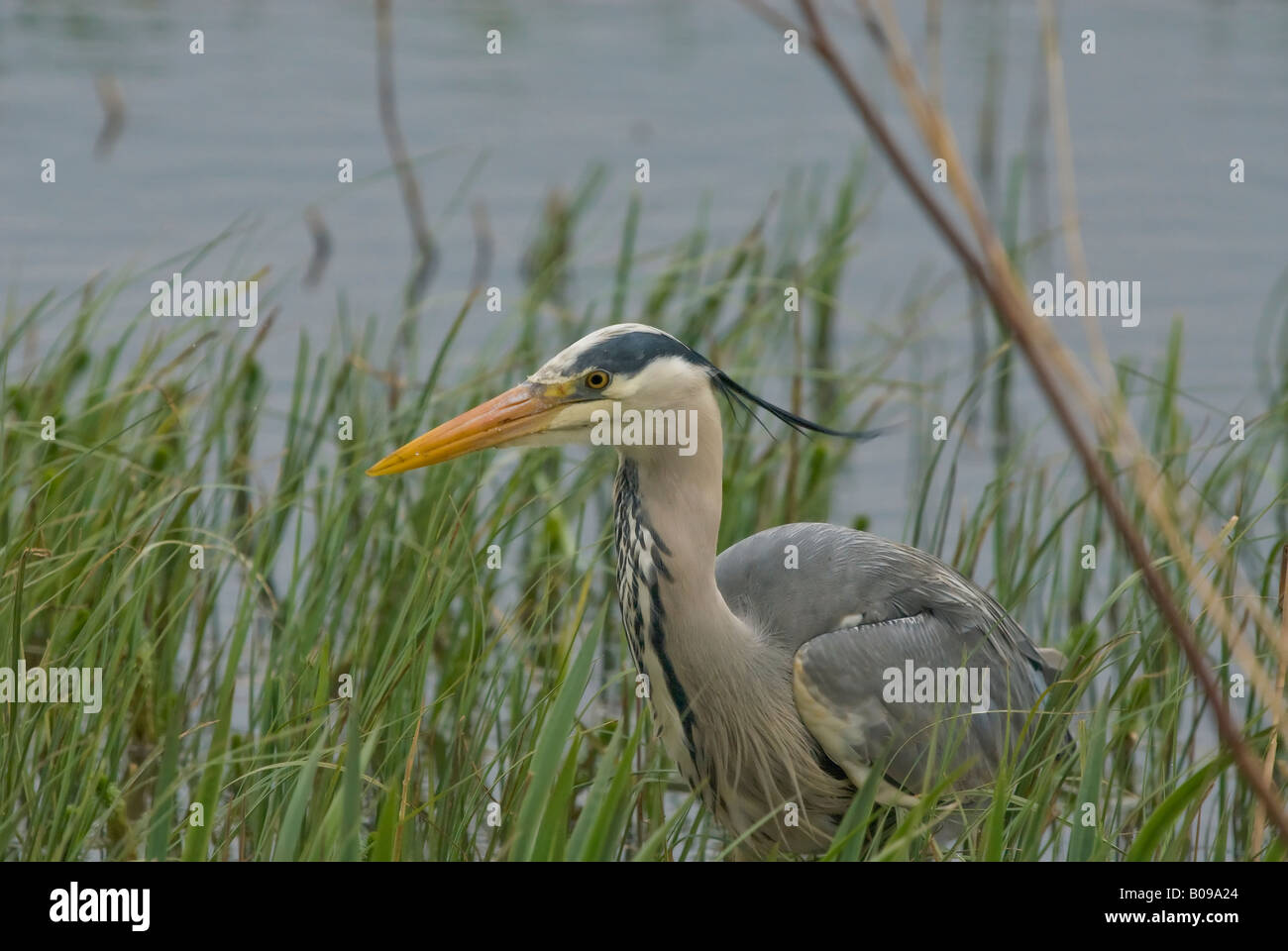 Piscivore bird hi-res stock photography and images - Alamy