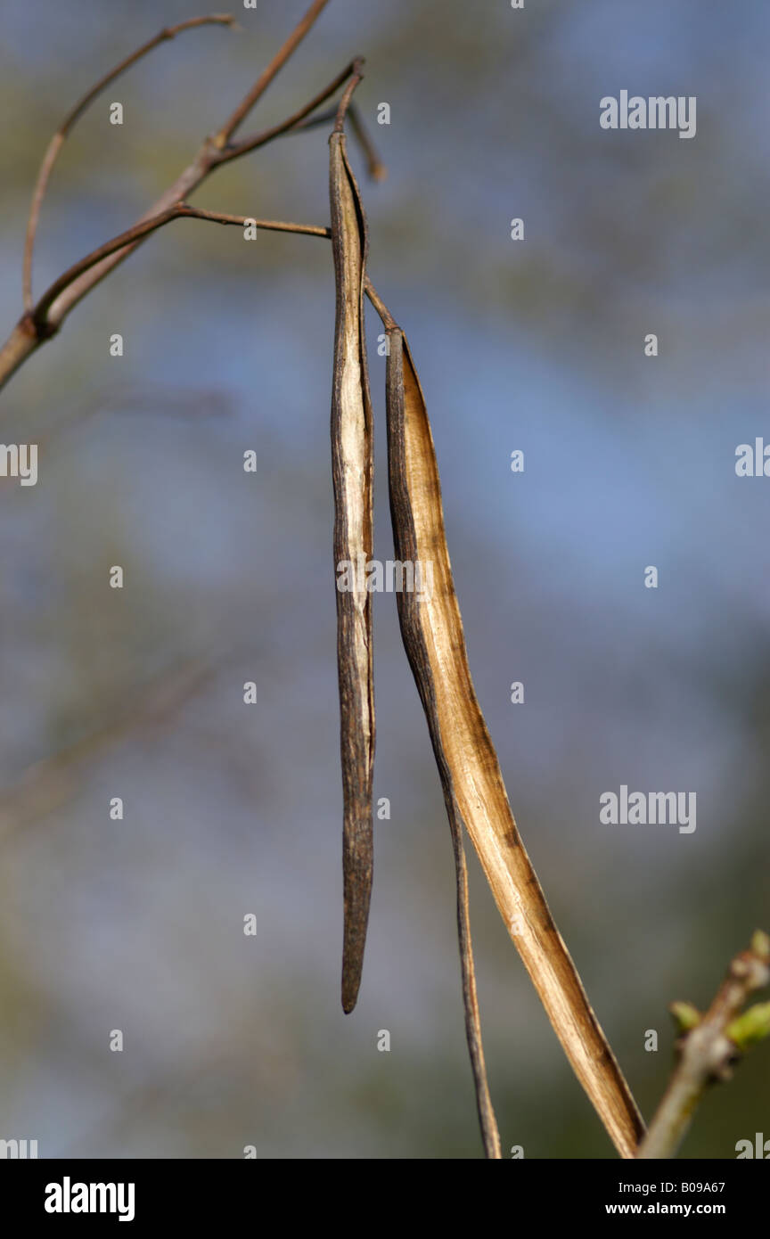 Northern catalpa hi-res stock photography and images - Alamy