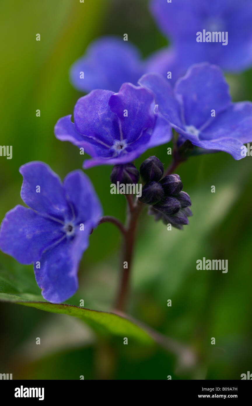 OMPHALODES CAPPADOCICA NAVELWORT Stock Photo - Alamy