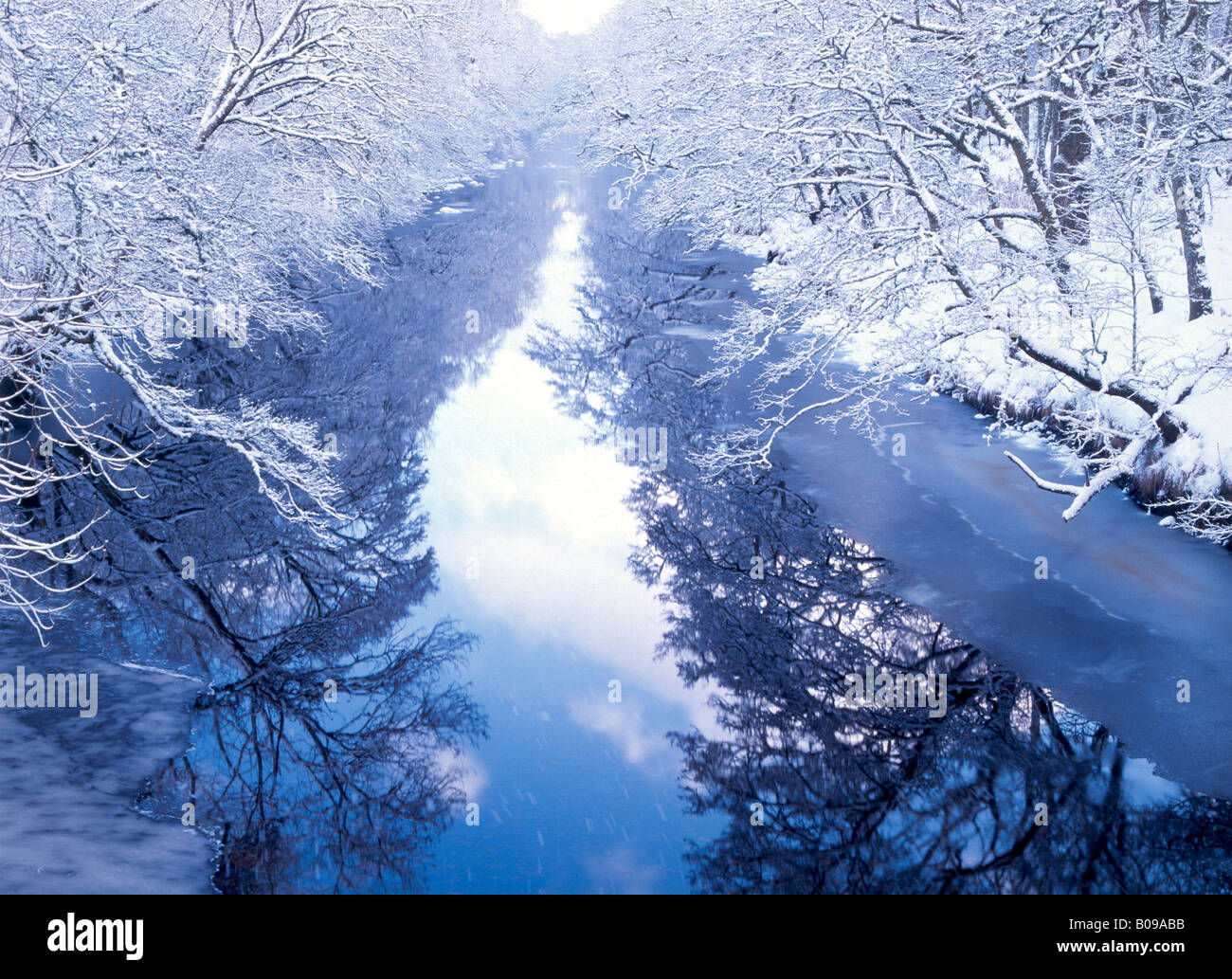 Snow laden trees along banks of Kinlochewe River Kinlochewe Wester Ross ...