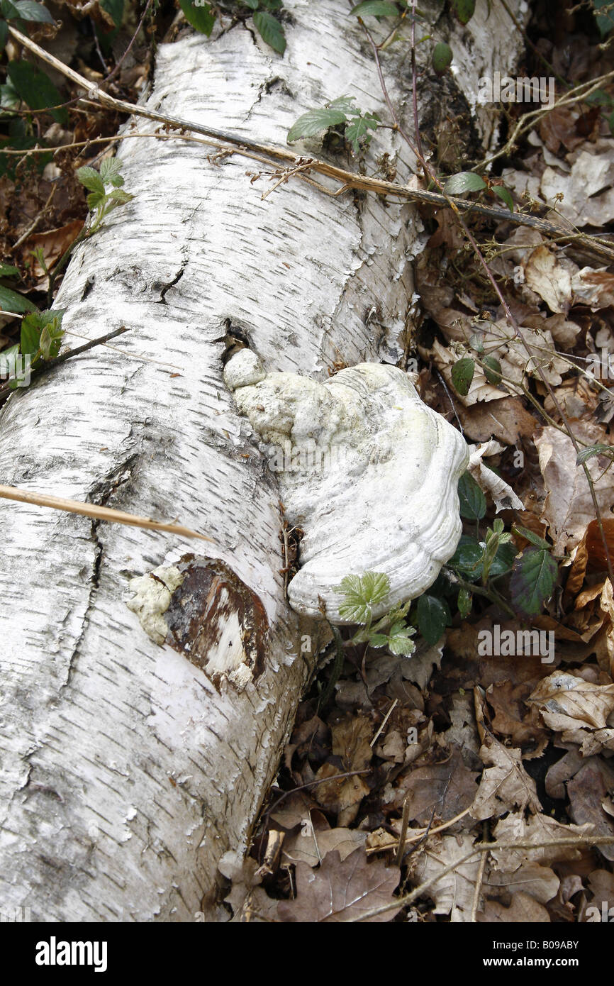 hoof fungus on silver birch at Rufford Park, England Fomes fomentarius ...