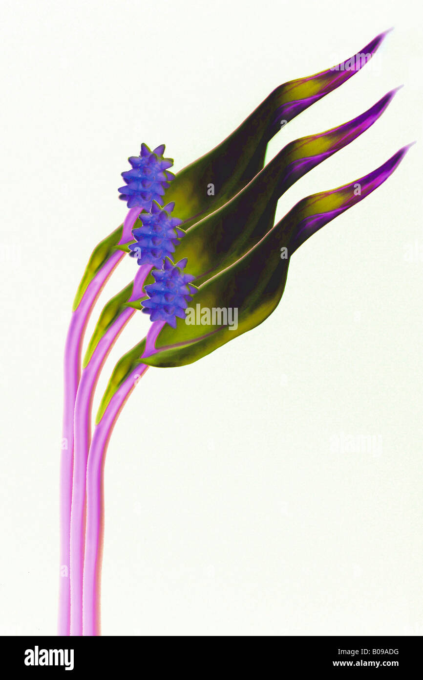 A digitally altered close up image of a single stem Lilly Stock Photo ...