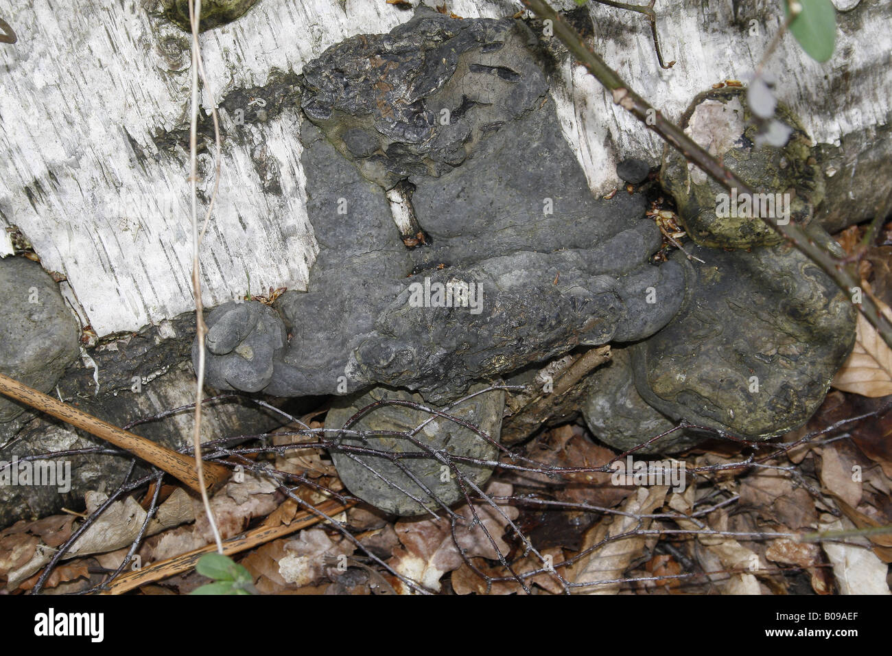 fungus on silver birch Betula pendula Stock Photo - Alamy