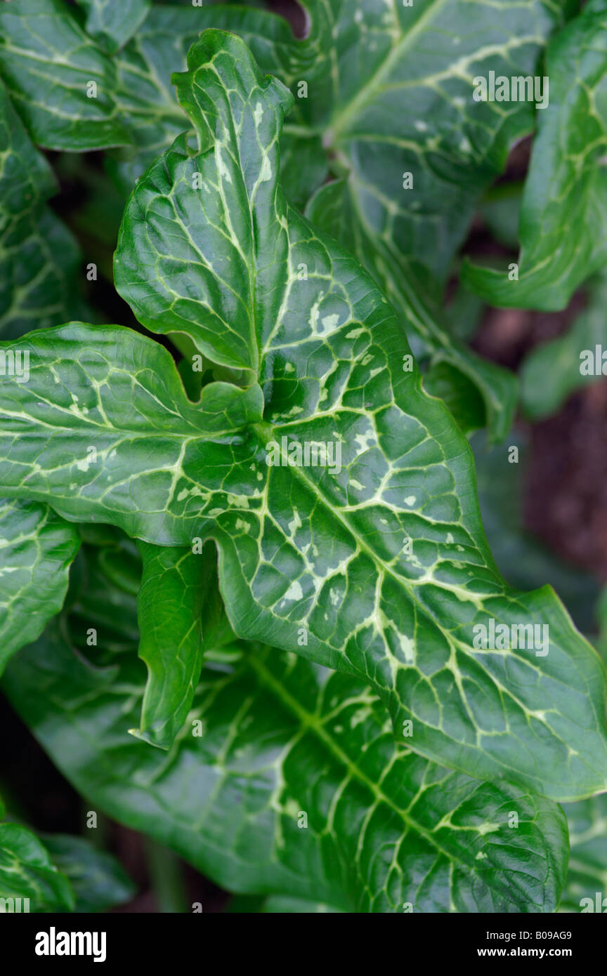 Close up arum leaves hi-res stock photography and images - Alamy