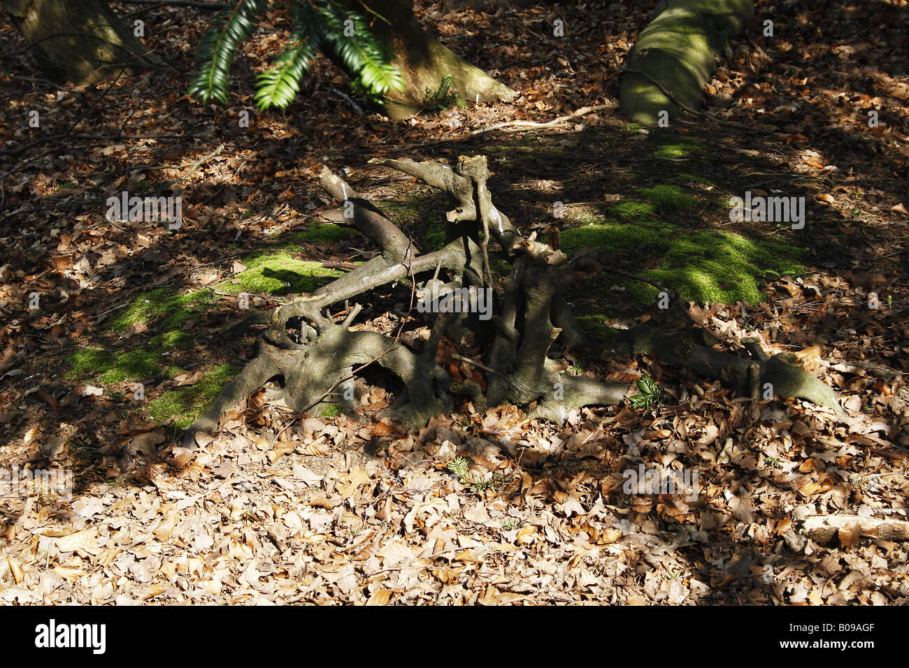 fallen trees roots Stock Photo - Alamy