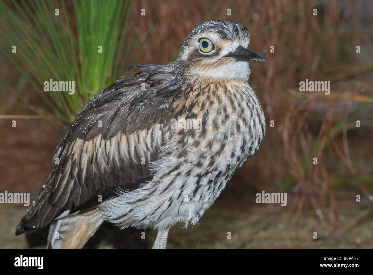 Bush Stone curlew Burhinus grallarius Stock Photo - Alamy