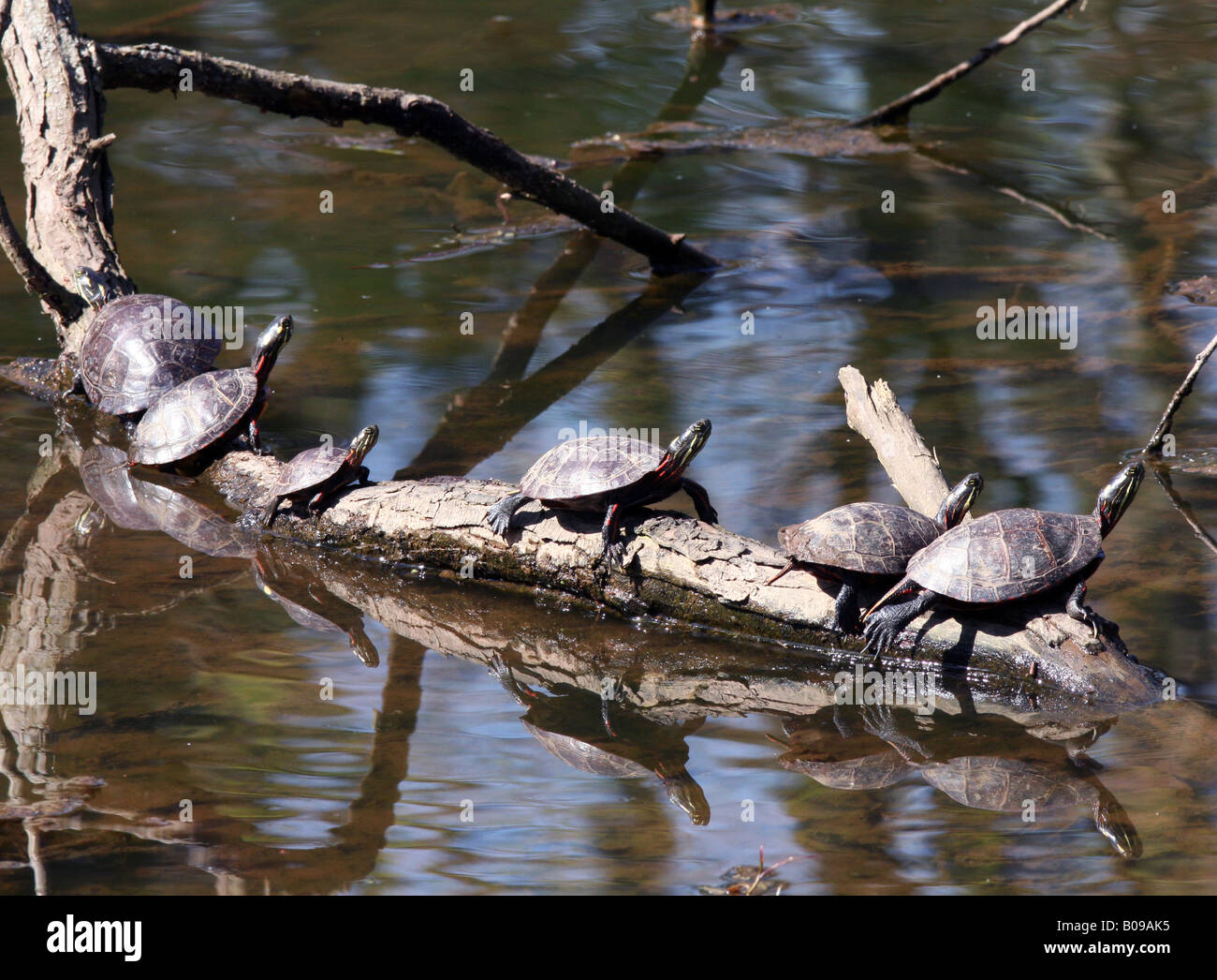Turtles on a log hi-res stock photography and images - Alamy