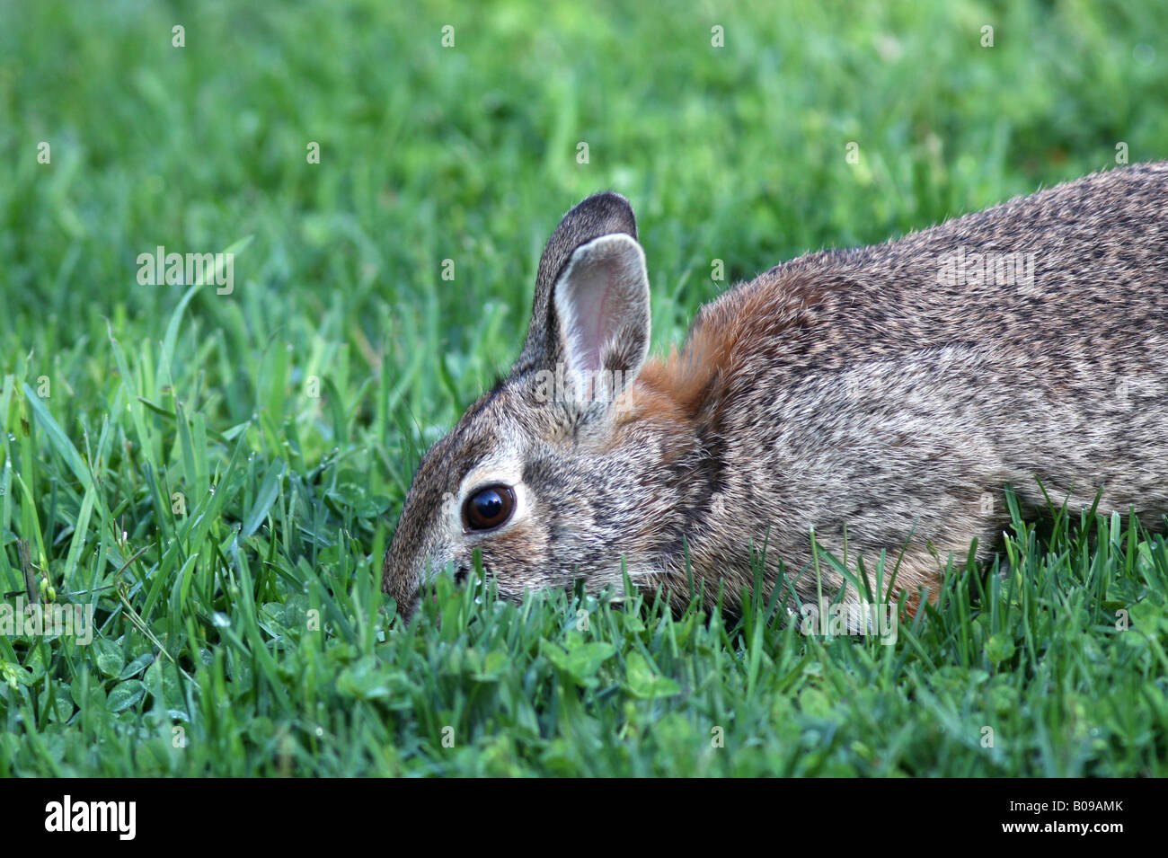 A closeup of feeding rabbit hare Stock Photo - Alamy
