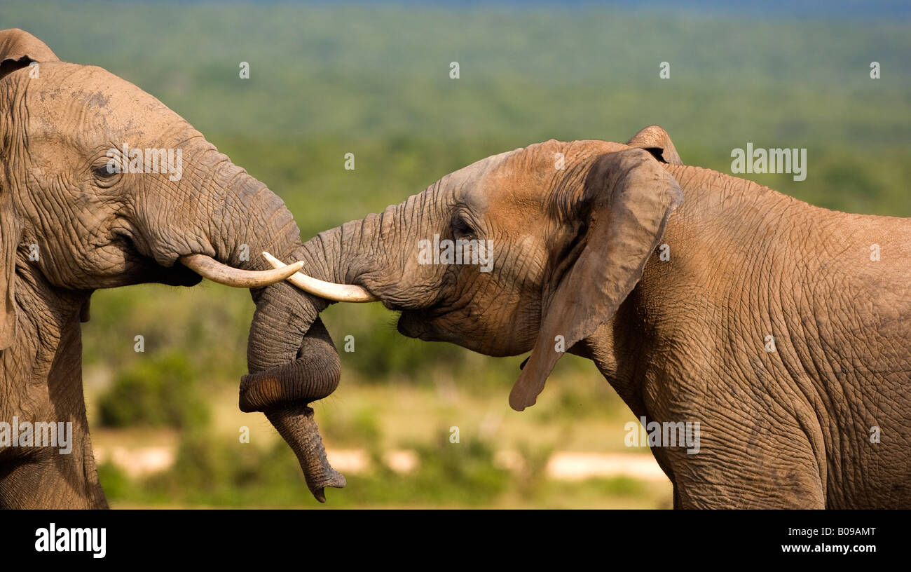 Elephant playing hi-res stock photography and images - Alamy
