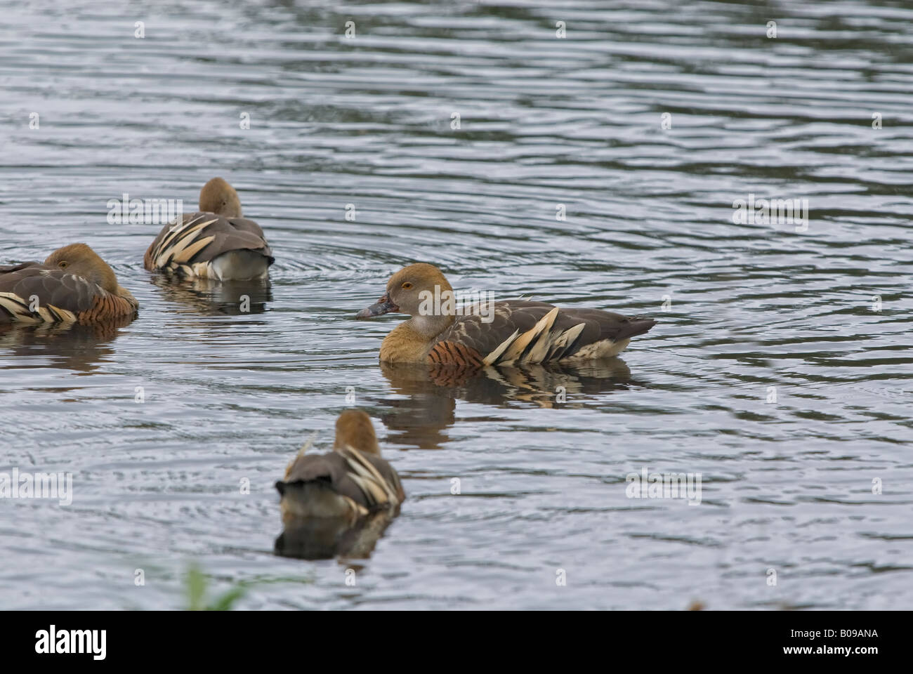 Ducks of australia hi-res stock photography and images - Alamy